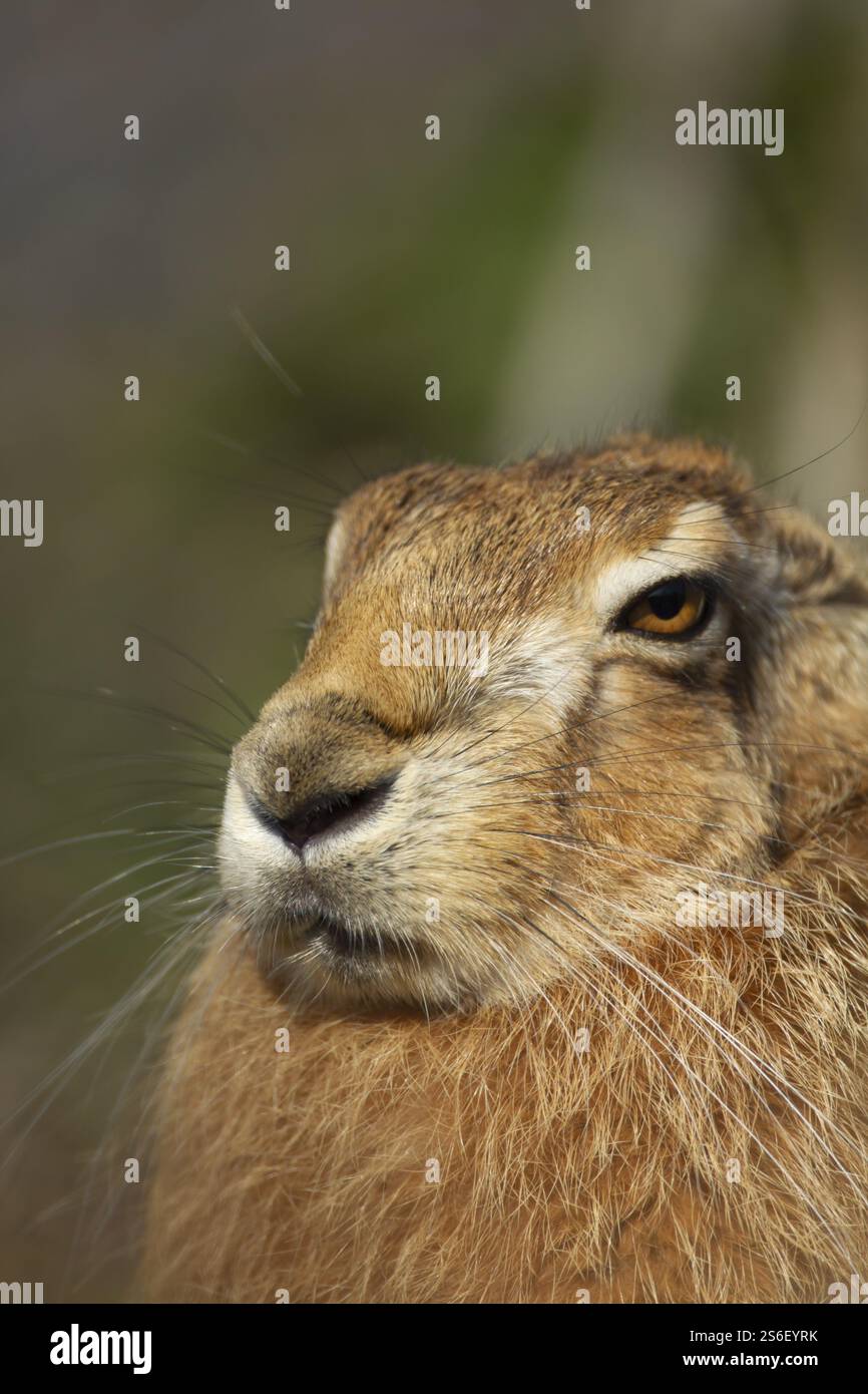 European brown hare (Lepus europaeus) adult animal head portrait ...