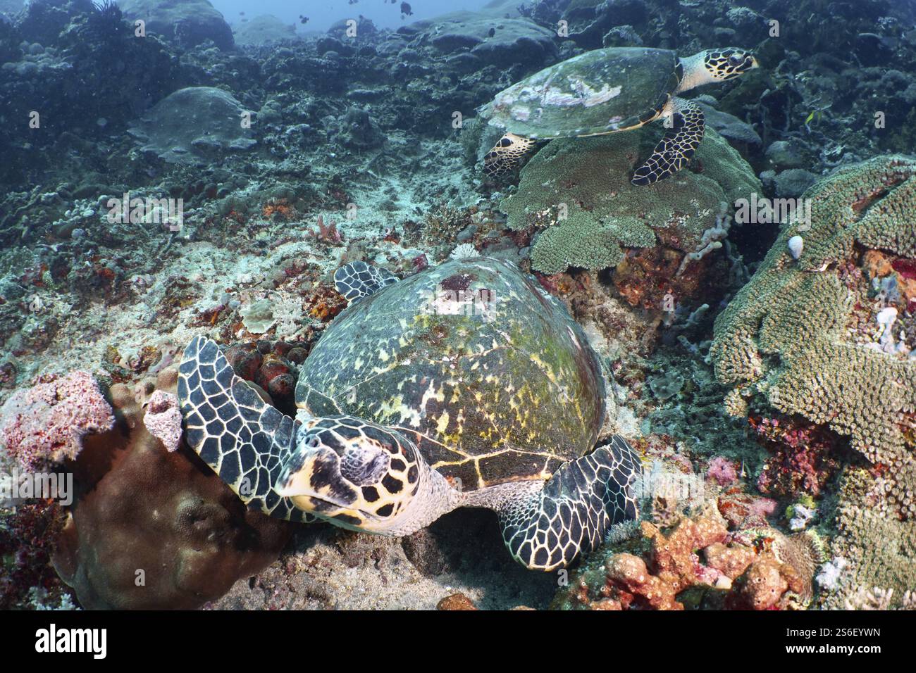 Two Pacific Hawksbill sea turtles (Eretmochelys imbricata bissa) on a ...