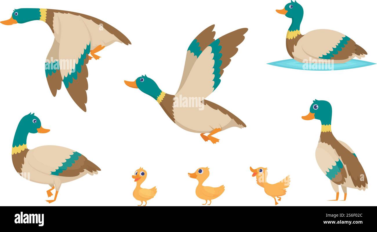 Wild ducks. Young swimming birds water pond little ducks vector cartoon ...