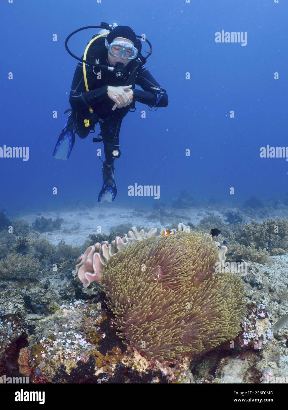 A diver floats above a coral reef with sea anemones and clownfish, dive ...