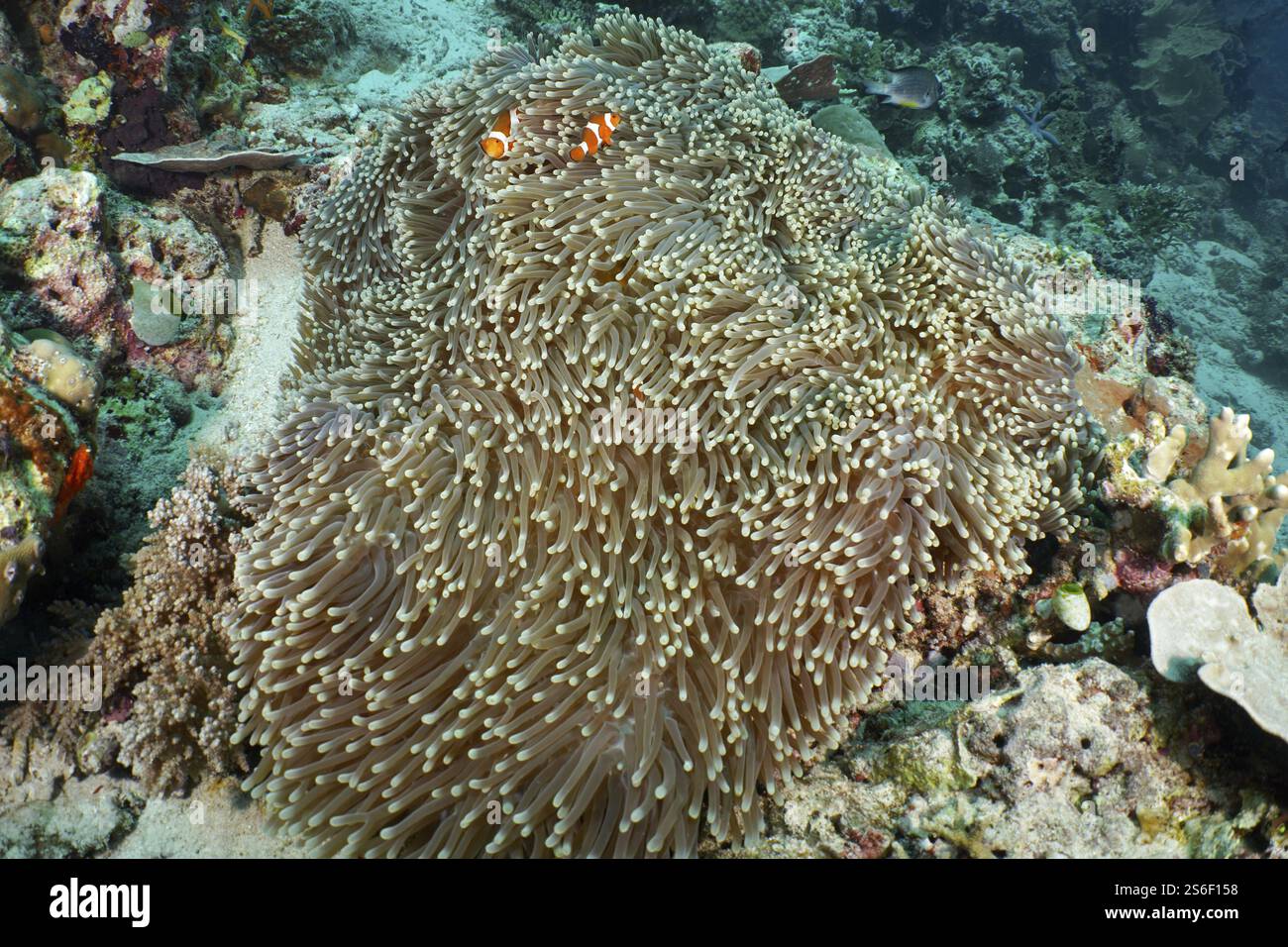 Ocellaris Clownfish (Amphiprion ocellaris), Nemo, hiding in a large ...