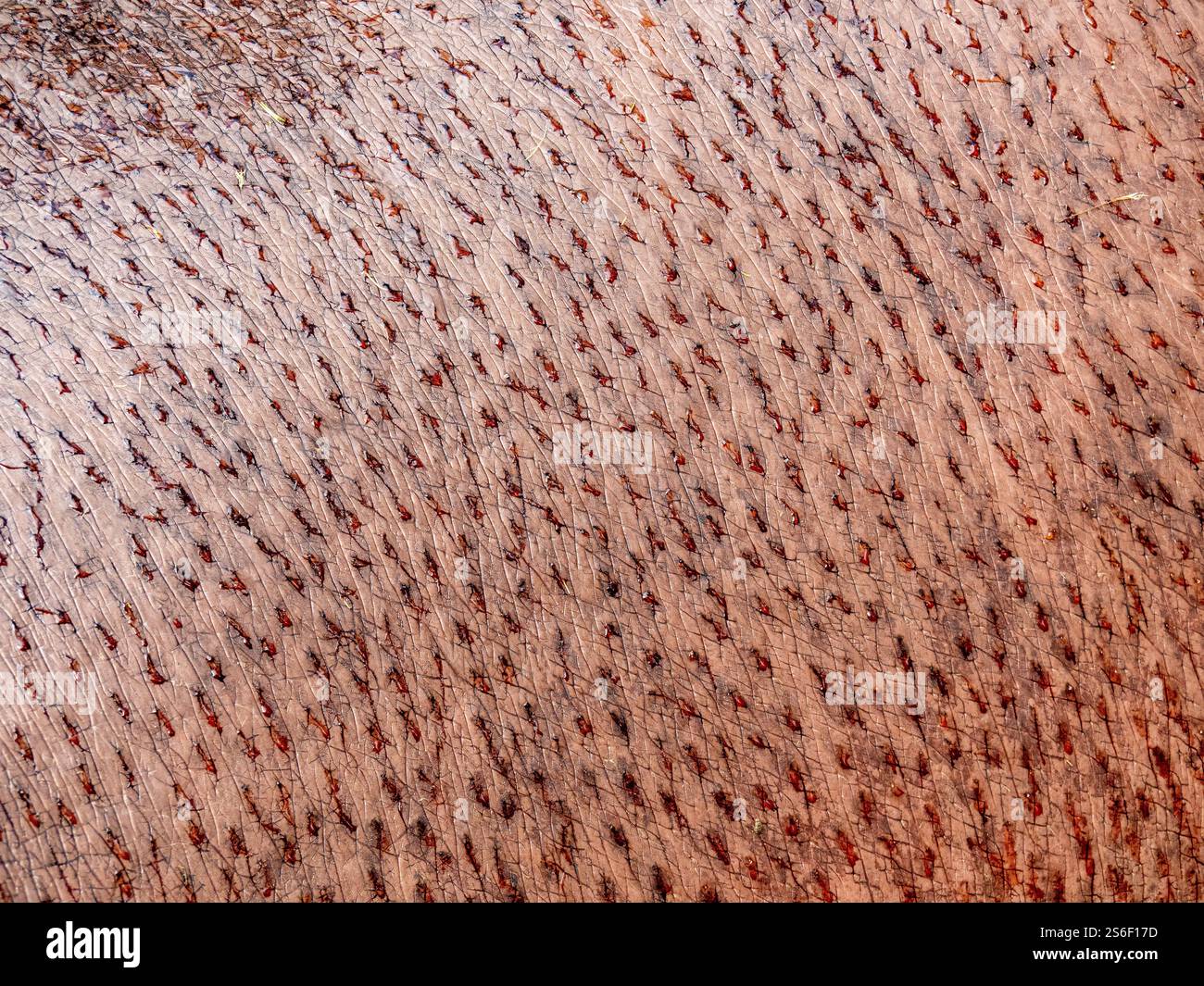 Close up shot of hippo skin Stock Photo - Alamy