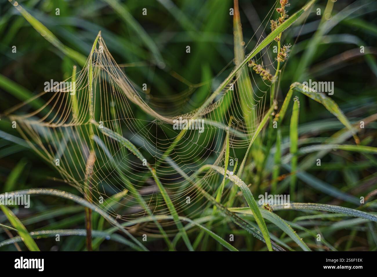 A detailed spider's web between blades of grass with dew, Danube, Bogen ...