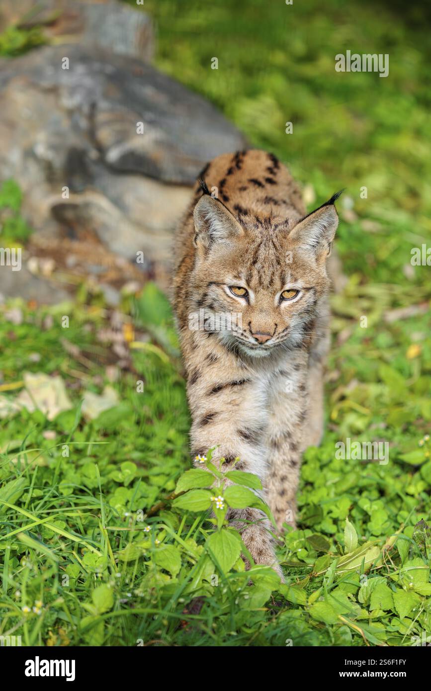 A young Eurasian lynx (Lynx lynx) sits on a meadow, stalking something ...
