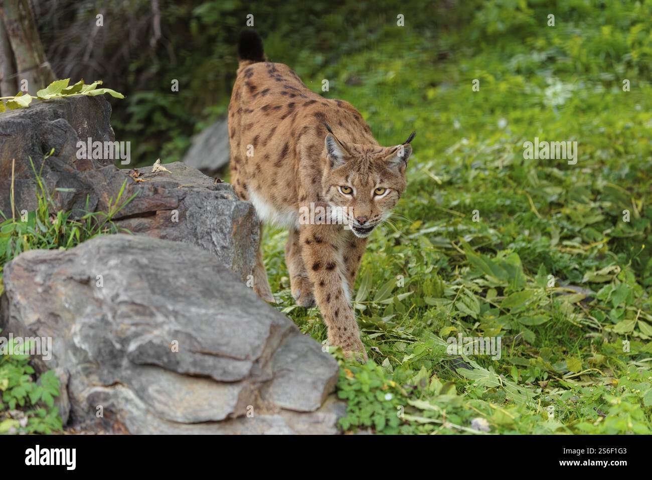 A Eurasian lynx (Lynx lynx) runs across a green meadow along a rock ...