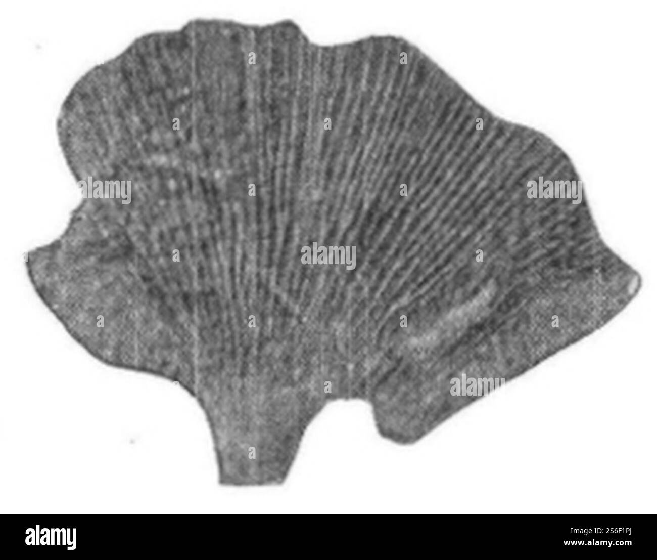 Usnm Cut Out Stock Images & Pictures - Alamy