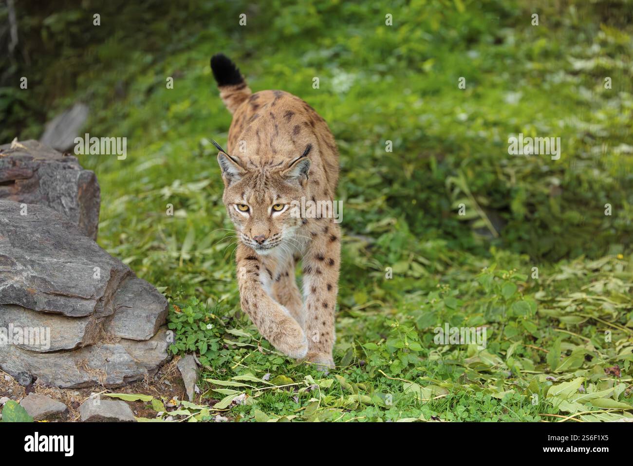 A Eurasian lynx (Lynx lynx) runs across a green meadow along a rock ...
