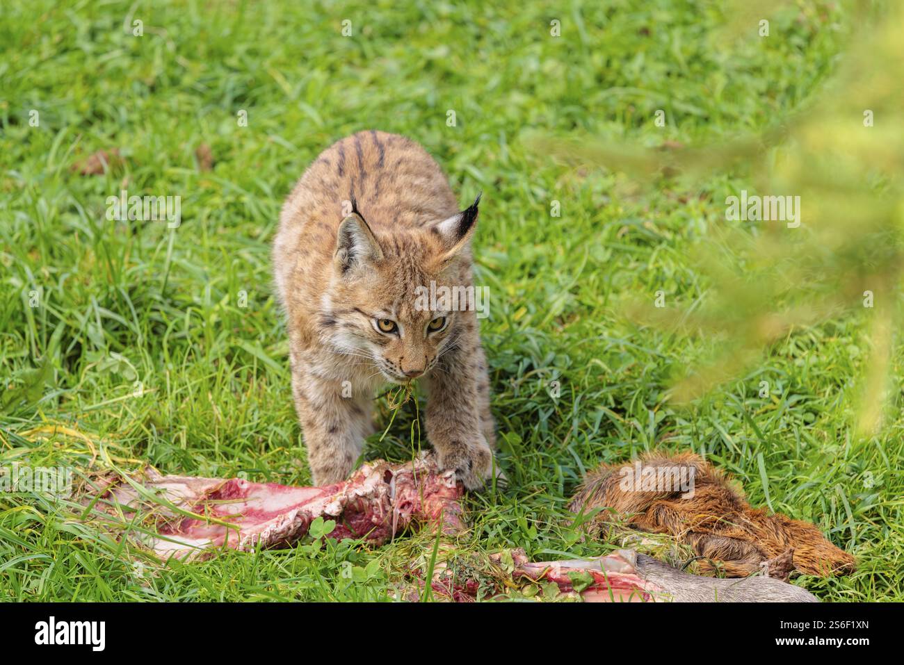 A young Eurasian lynx (Lynx lynx) eats the leg of a red deer lying in a ...