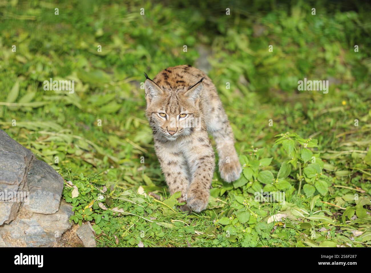 A young Eurasian lynx (Lynx lynx) sits on a meadow, stalking something ...