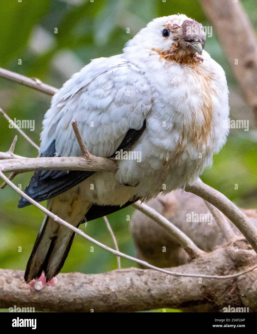 Close up shot of pied imperial pigeon Stock Photo - Alamy