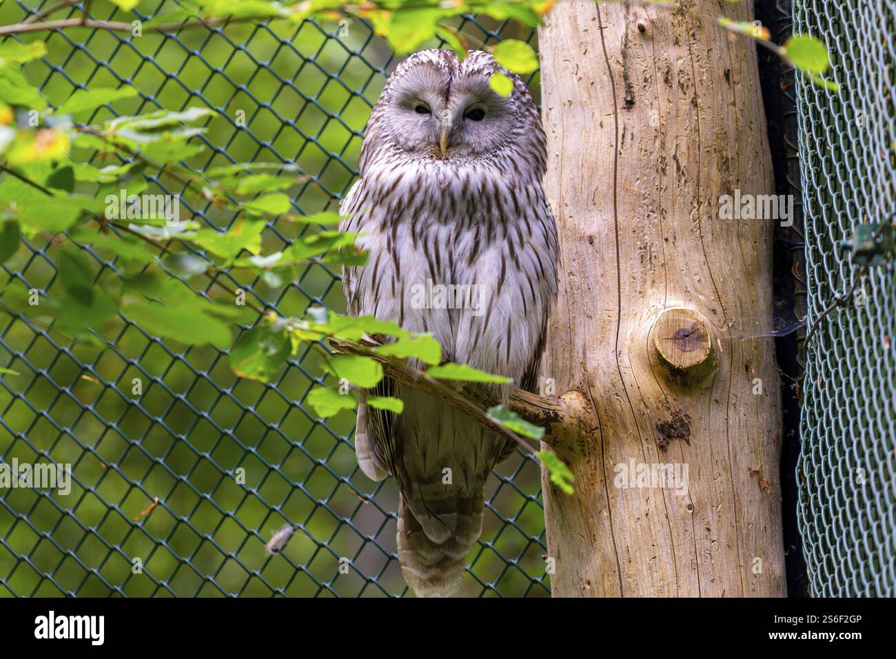 An owl sits vigilantly on a branch, surrounded by green foliage ...