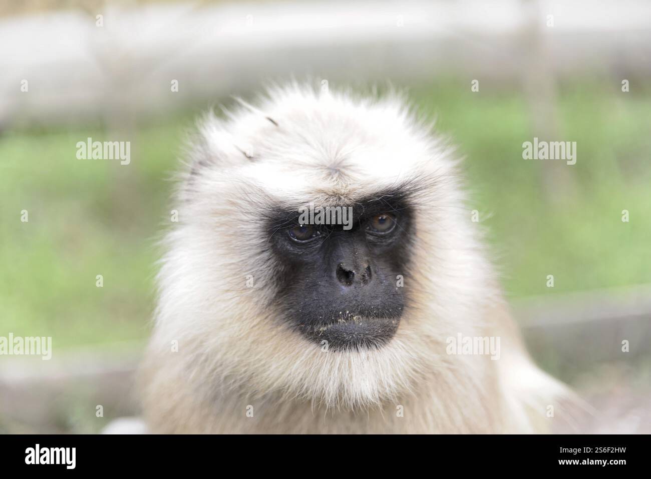 Grey langur (Semnopithecus entellus), close-up of a monkey with an ...