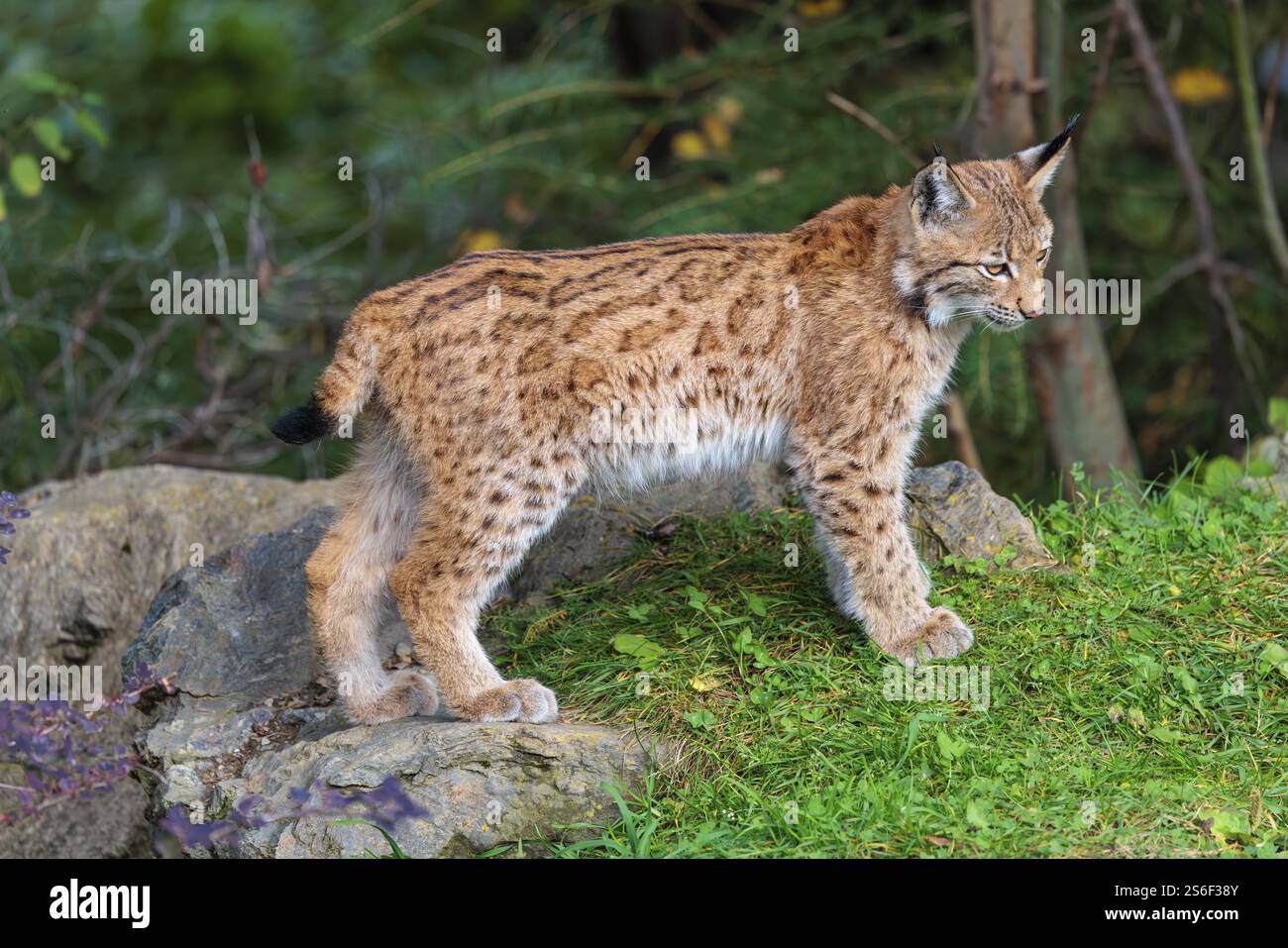 A young Eurasian lynx (Lynx lynx) stands in a green meadow on a rock ...