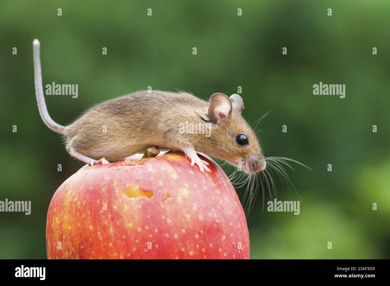Mouse on apple, animals, mammals, rodents, Hesse, Federal Republic of ...