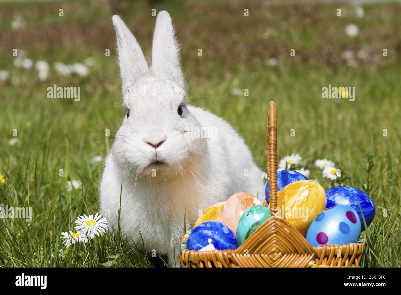 Hare Easter Bunny, White Hare with Easter Eggs in Nest, Studio, Hesse ...