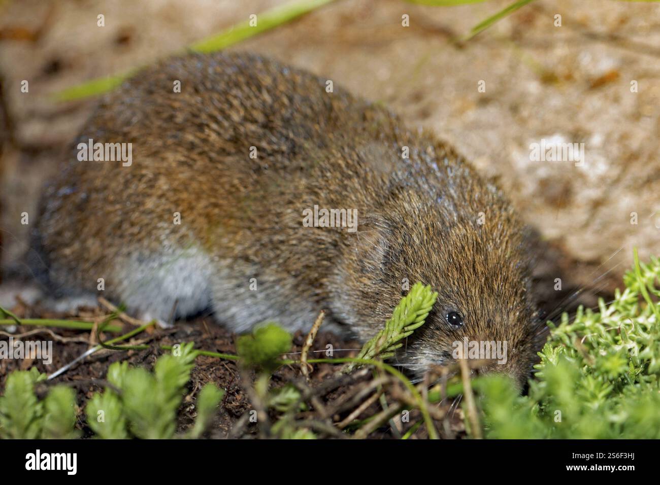 Bavarian pine vole sitting on the ground between green blades of grass ...