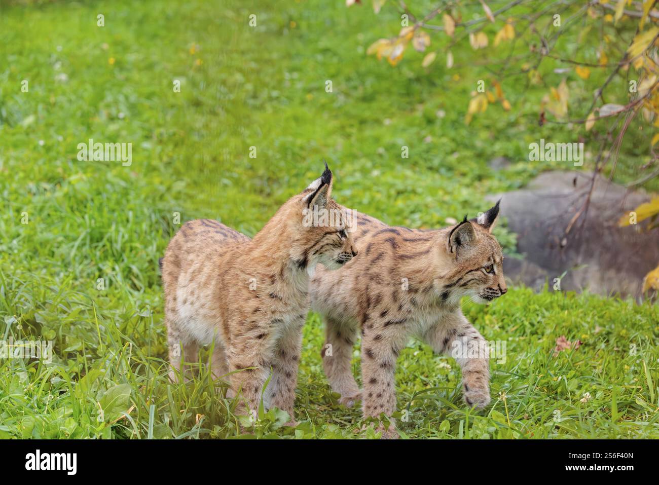 Two young Eurasian lynx (Lynx lynx) play in a green meadow Stock Photo ...