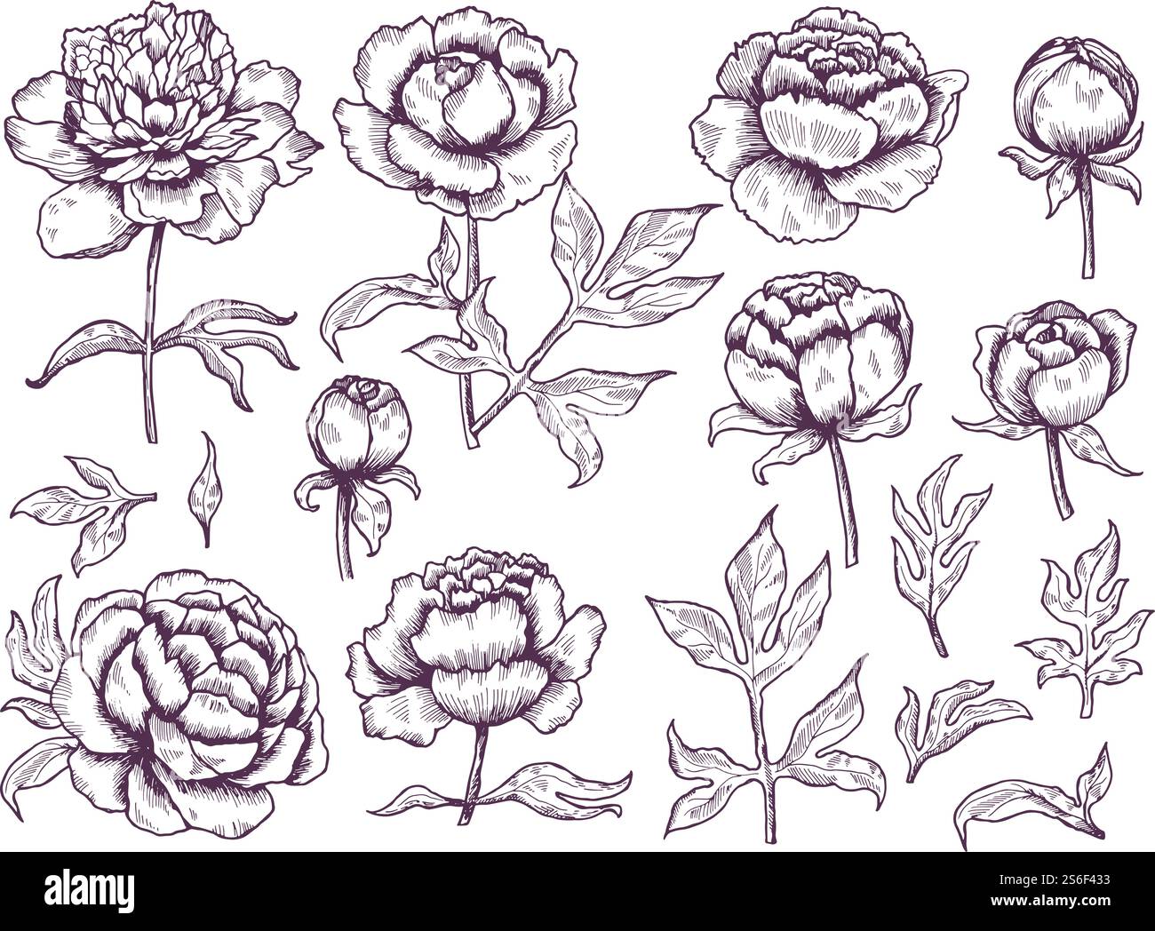 Peonies doodle. Leaves and buds floral pictures botanical vector hand ...