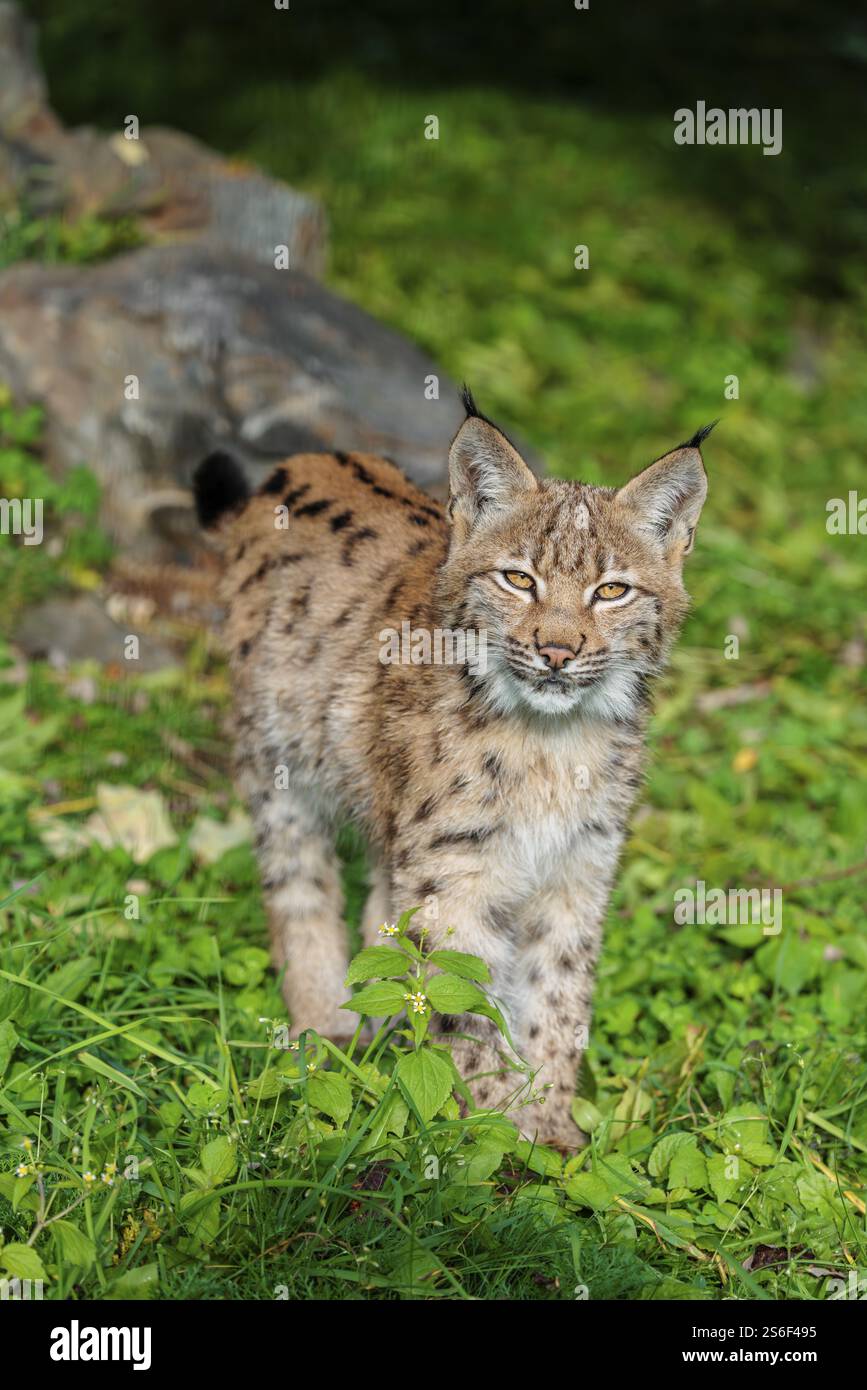 A young Eurasian lynx (Lynx lynx) sits on a meadow, stalking something ...