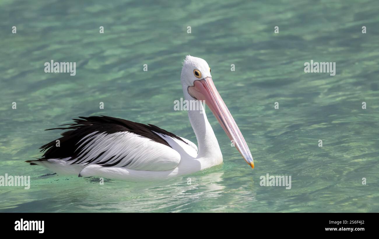 Australian birds images hi-res stock photography and images - Alamy
