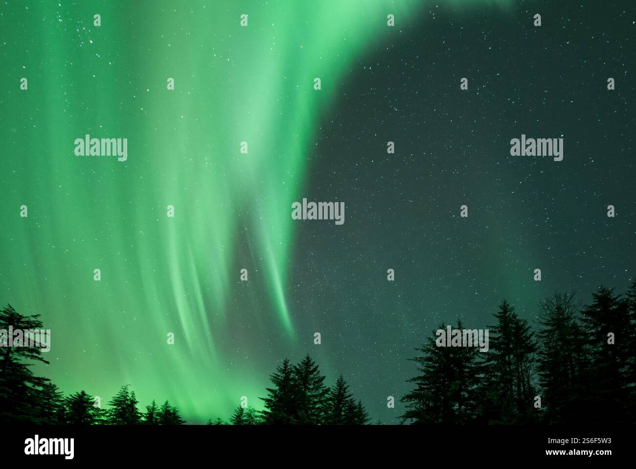 Beautiful forest night sky streams hi-res stock photography and images ...