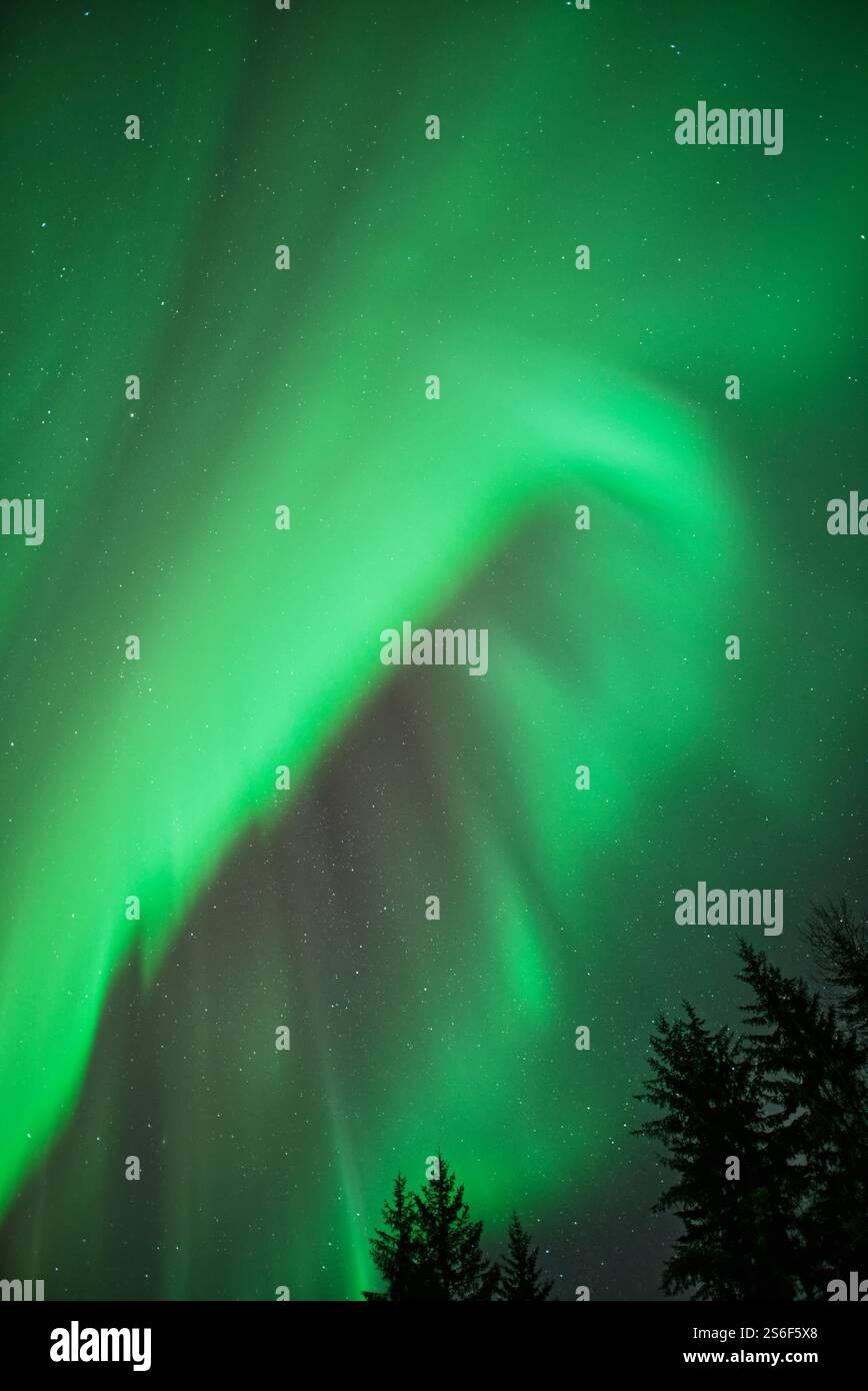Colorful aurora borealis patterns over spruce trees in Southeast Alaska ...