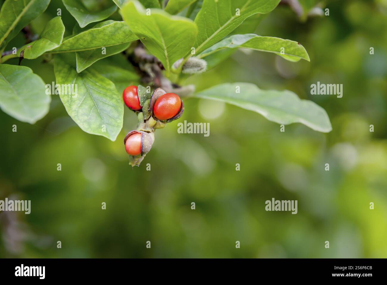 An image of a garden magnolia plant branch detail with red fruits Stock ...