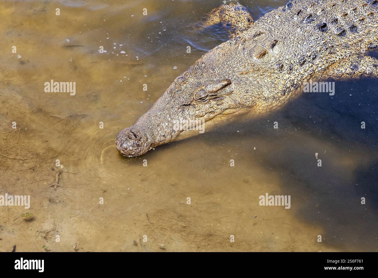 An image of a big australian crocodile Stock Photo - Alamy