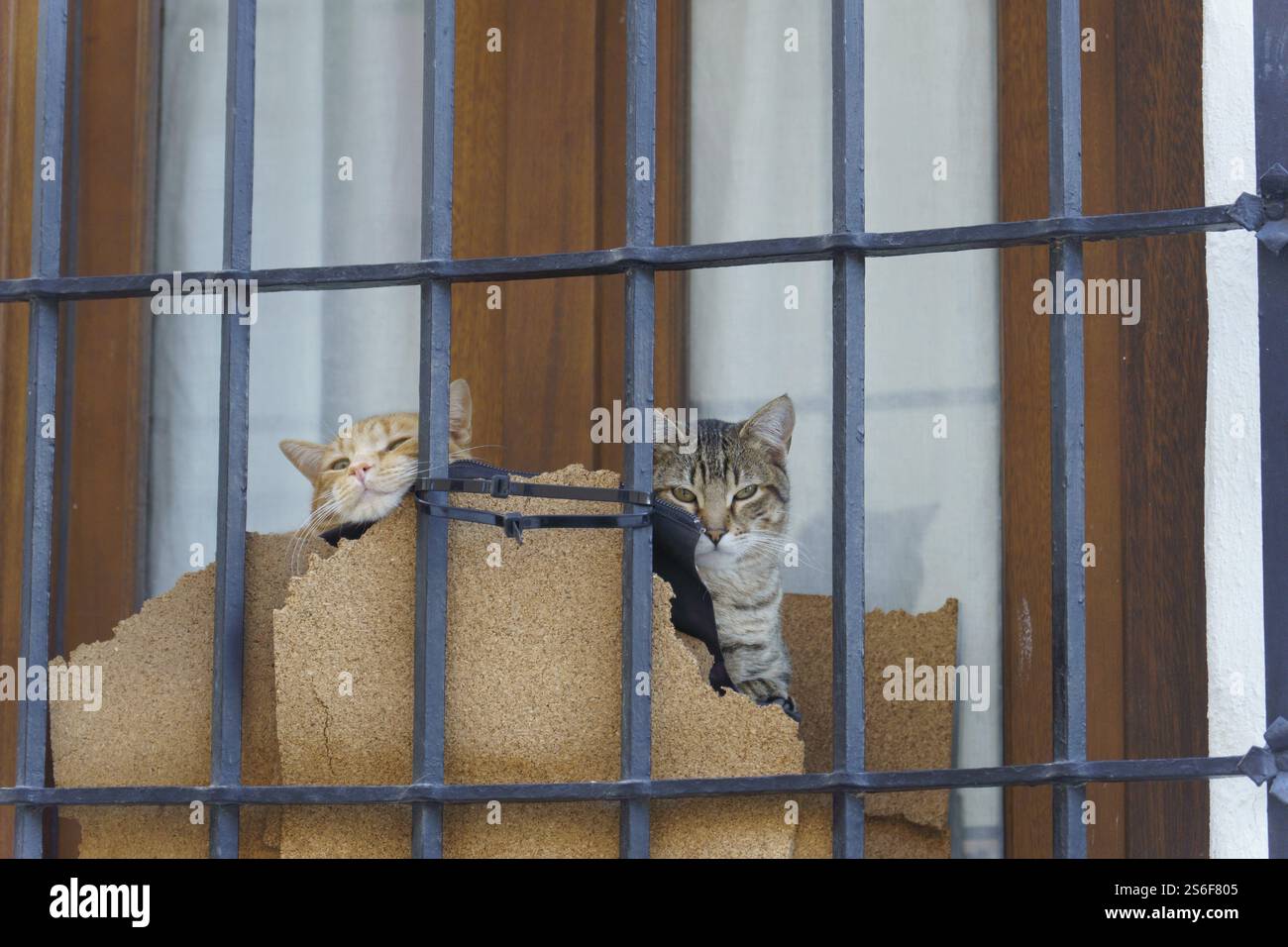 Stray cats hiding in a window Stock Photo - Alamy