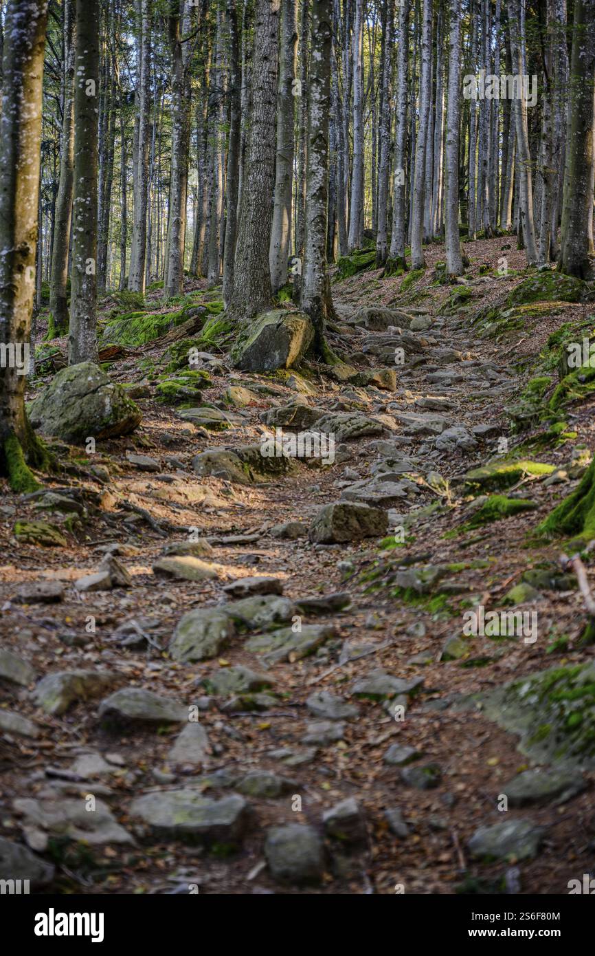 A stony path winds its way through a dense forest with tall trees ...