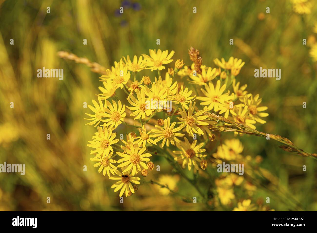 Sunny yellow flowers in a meadow with blurred green background, Isar ...
