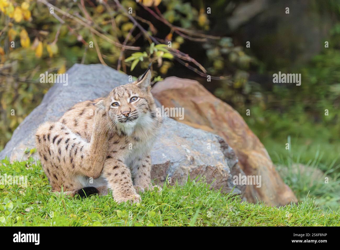 A young Eurasian lynx (Lynx lynx) in a green meadow and scratches his ...