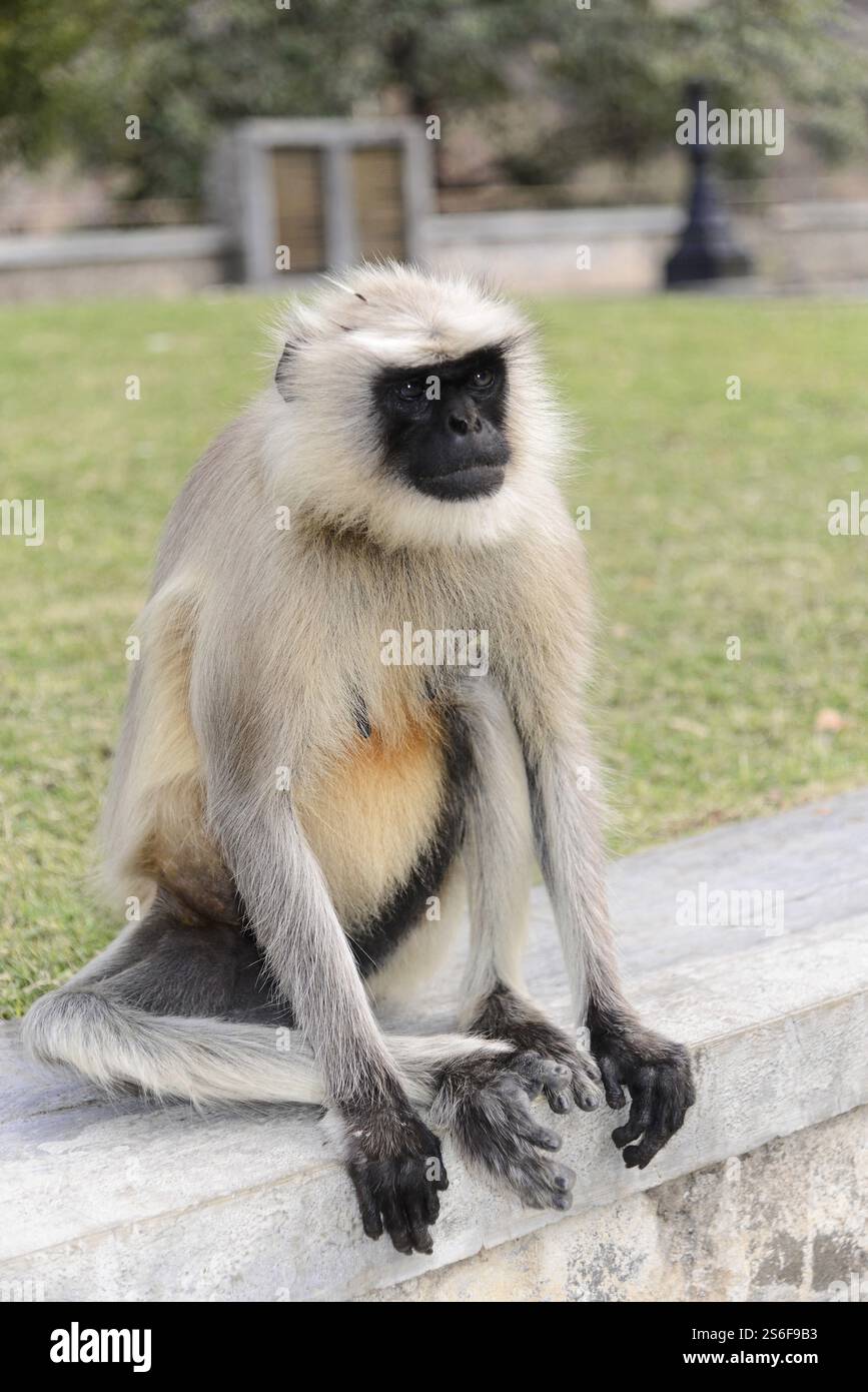 Grey langur (Semnopithecus entellus), monkey sitting with attentive ...
