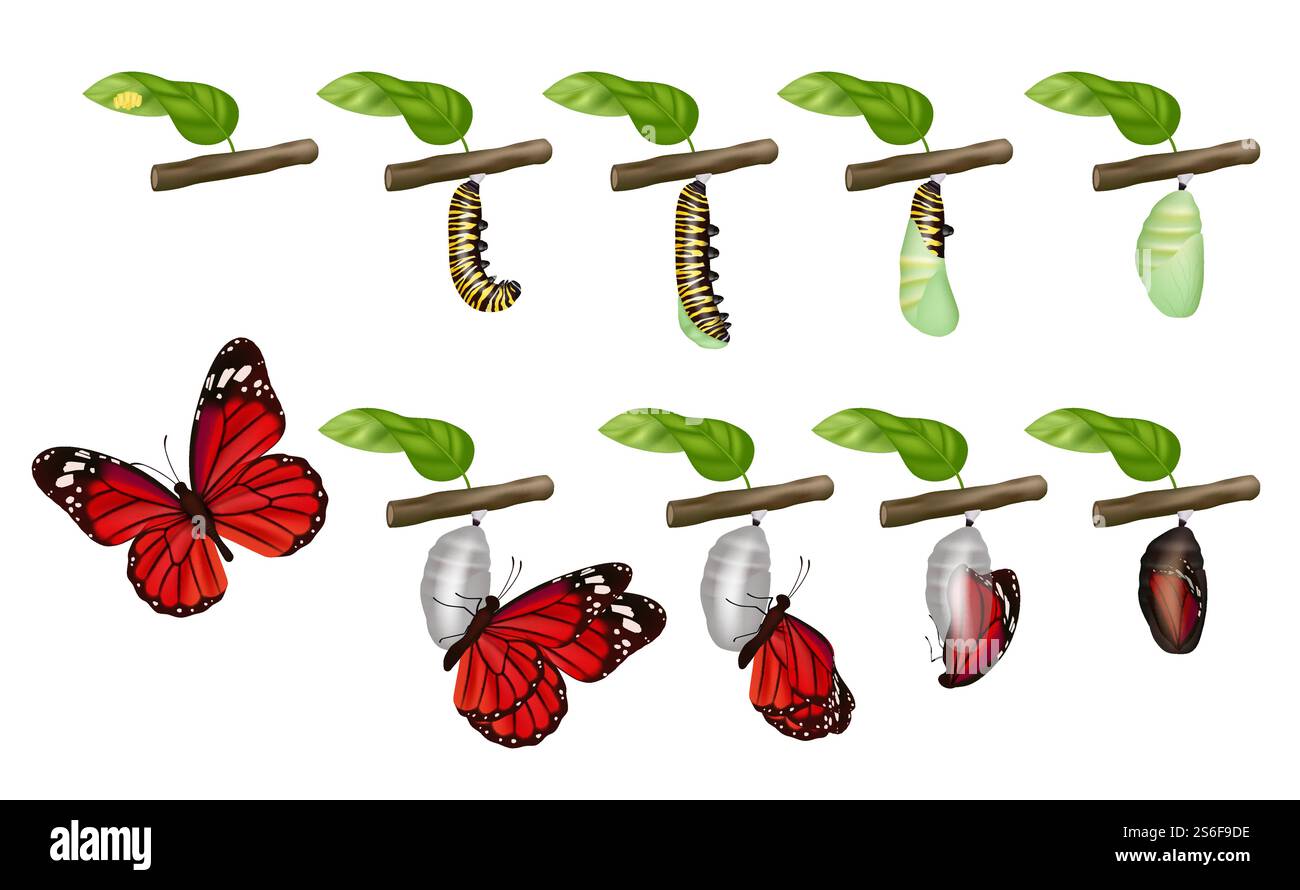 Butterfly cycle. Life of insects larva cocoon grub pupae caterpillars ...