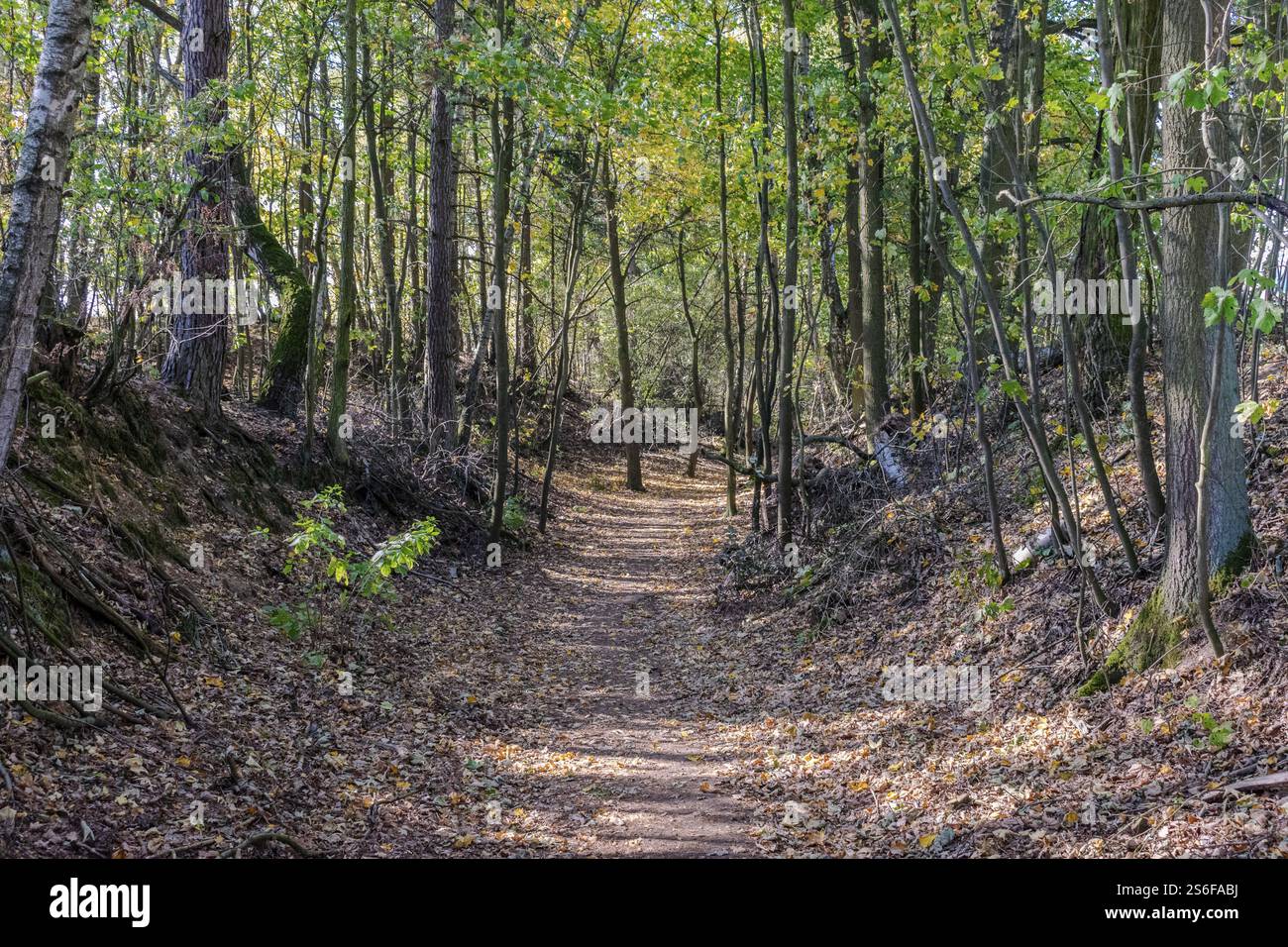 A narrow forest path lined with trees, covered in autumn leaves and ...