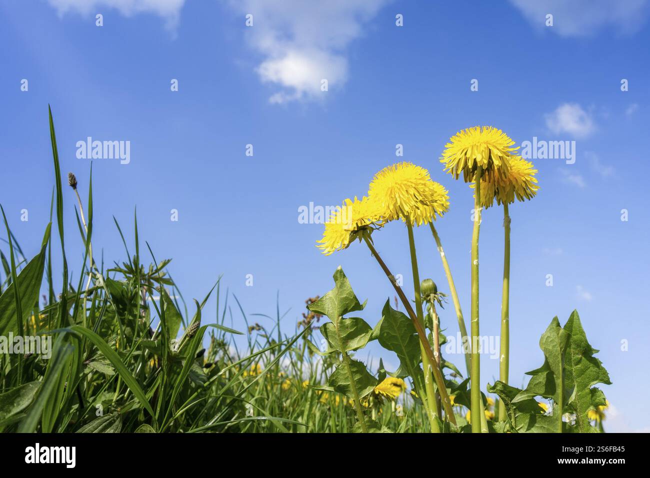 Top view common dandelion hi-res stock photography and images - Alamy