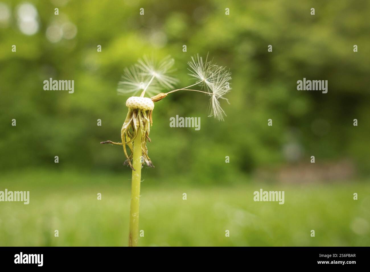 Dandelion structure hi-res stock photography and images - Alamy