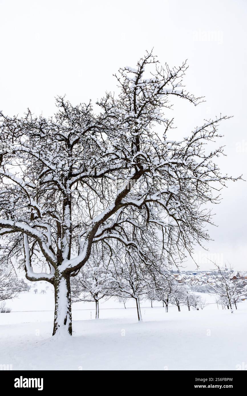 Pictures of oak trees hi-res stock photography and images - Alamy