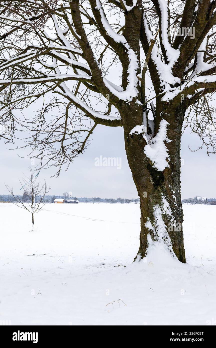 Pictures of oak trees hi-res stock photography and images - Alamy