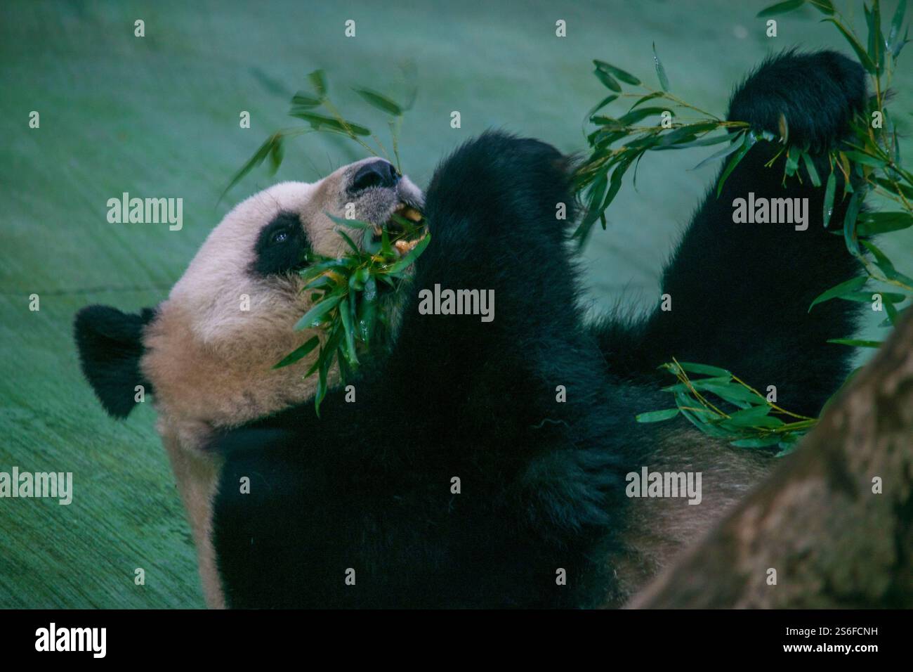 The Taipei Zoo in Taiwan's capital features many different kinds of ...