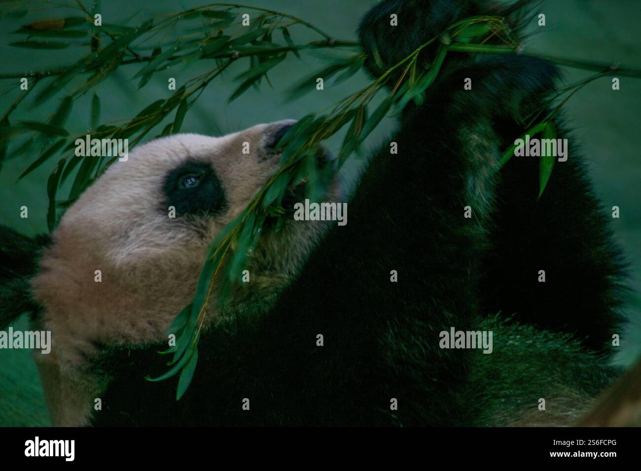 The Taipei Zoo in Taiwan's capital features many different kinds of ...