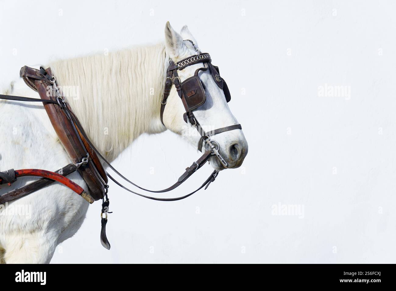 White horse with reins pulling a horse-drawn carriage with a white ...