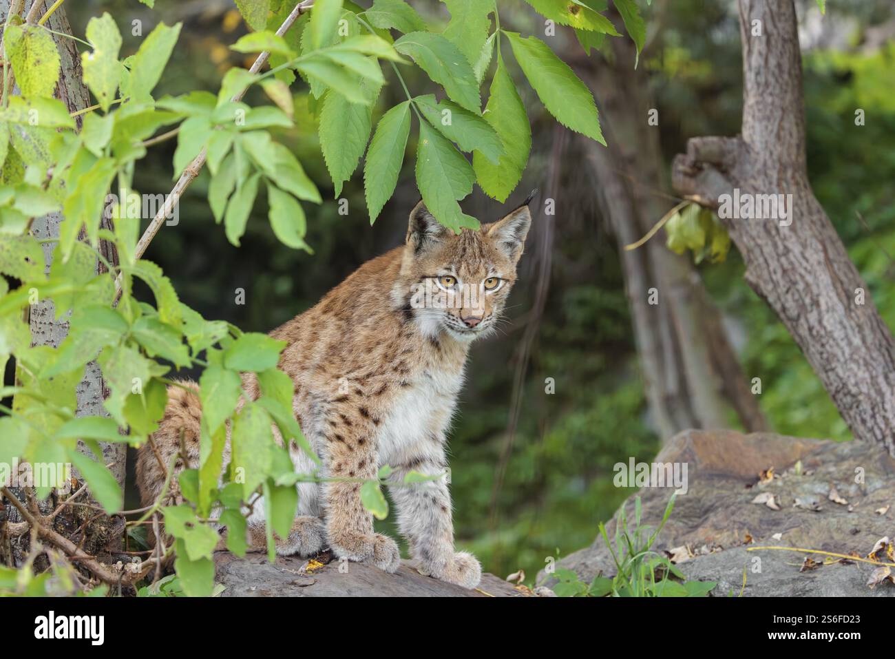 A young Eurasian lynx (Lynx lynx) sits on a rock under a bush Stock ...