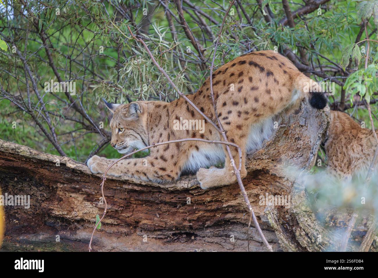 A Eurasian lynx (Lynx lynx) sharpens his claws on a dead tree lying on ...