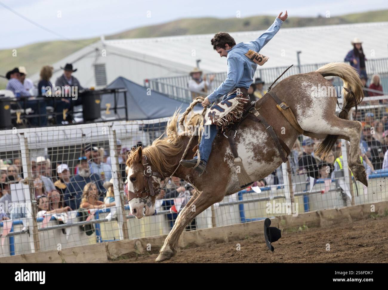 Rodeo ride at the Bucking Horse Sale, Rodeo, Miles City, Montana, USA ...