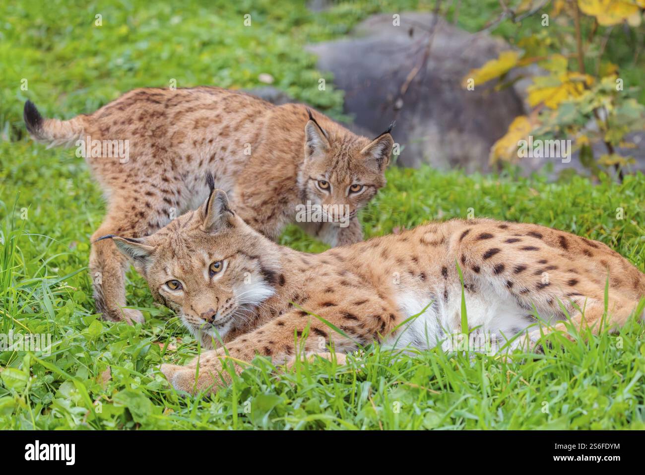 A young Eurasian lynx (Lynx lynx) plays with his mother in a green ...