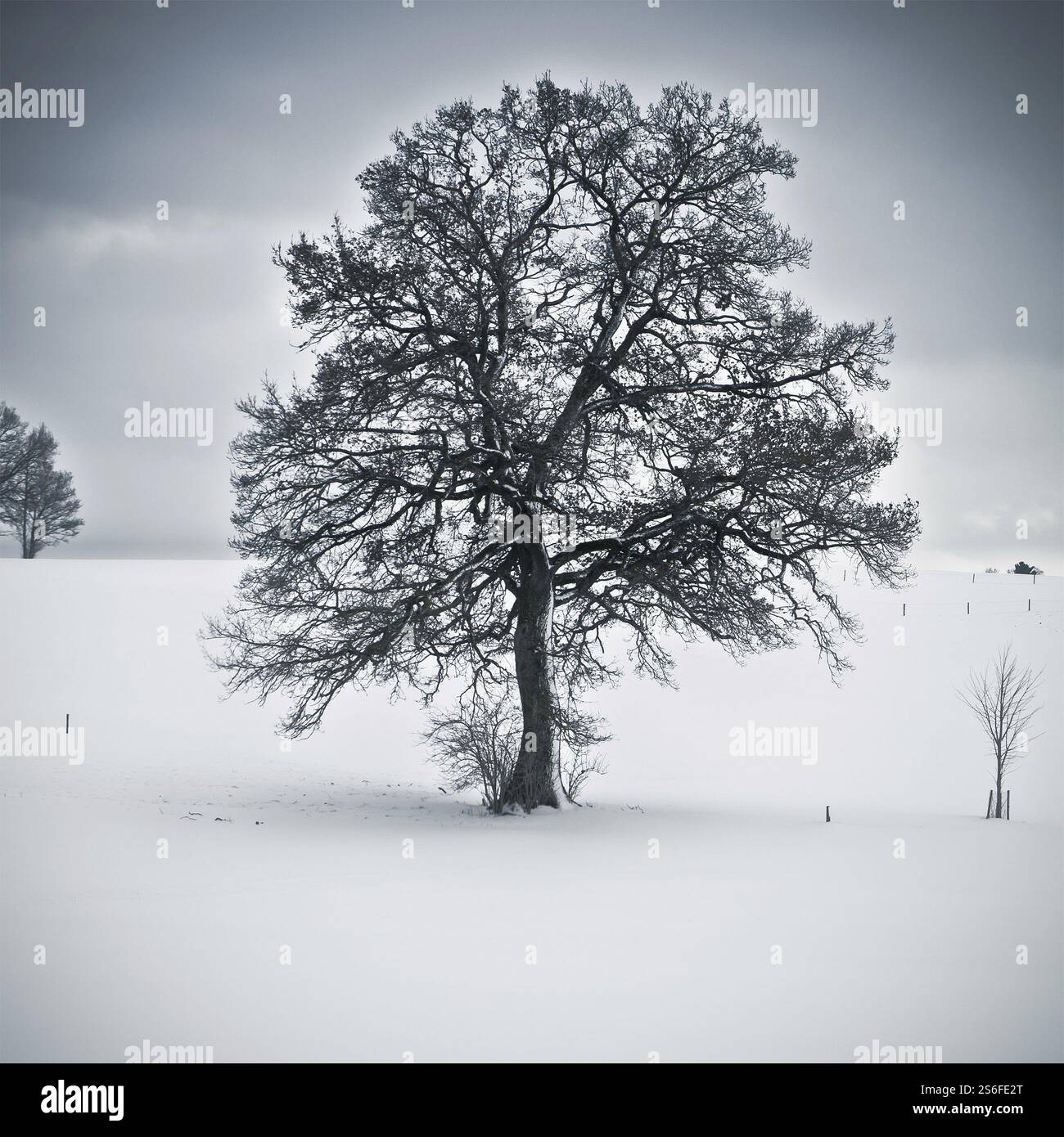An image of a nice tree in a winter scenery Stock Photo - Alamy