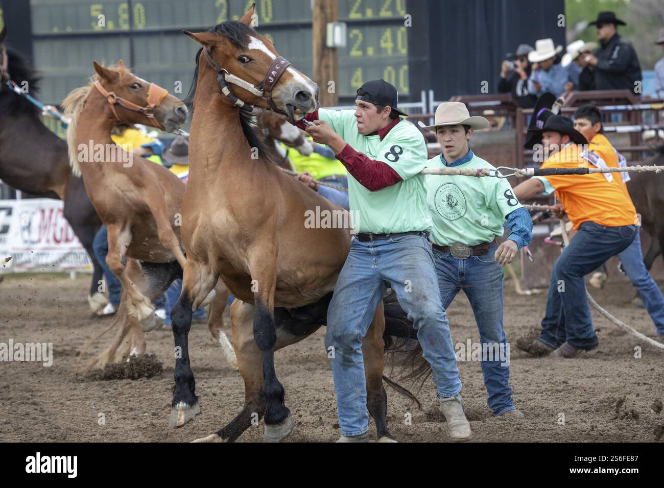Competition to catch wild horses at the Bucking Horse Sale, Rodeo ...