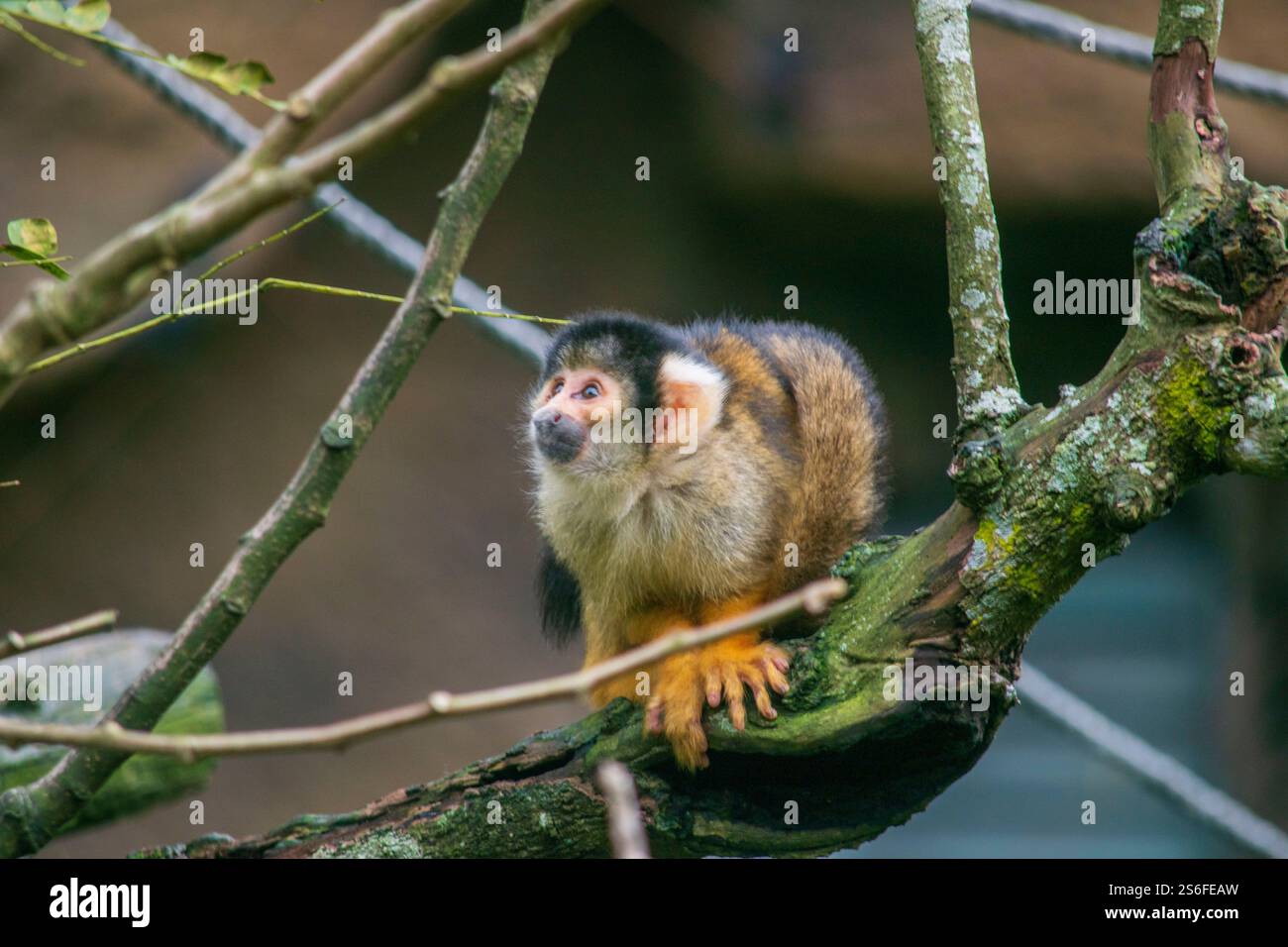 The Taipei Zoo in Taiwan's capital features many different kinds of ...