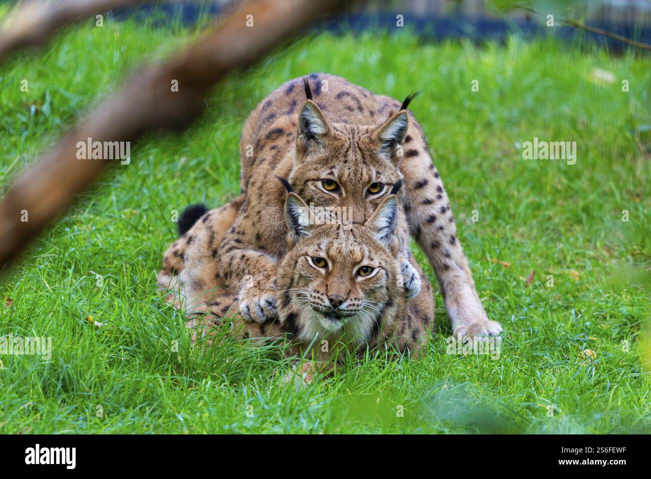 Two lynx lying on hi-res stock photography and images - Alamy